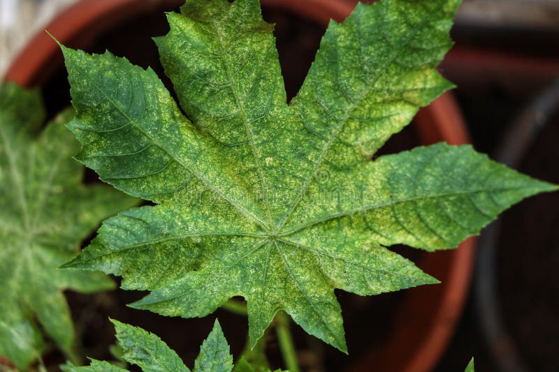 A Green Leafy Plant Growing on a Mud Pot. Stock Image - Image of ...
