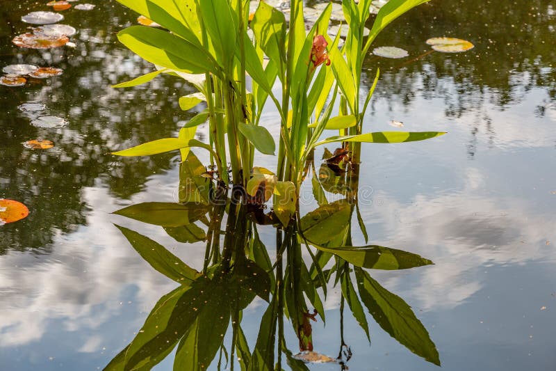 Green Aquatic Plant and Its Reflection Stock Image - Image of green ...