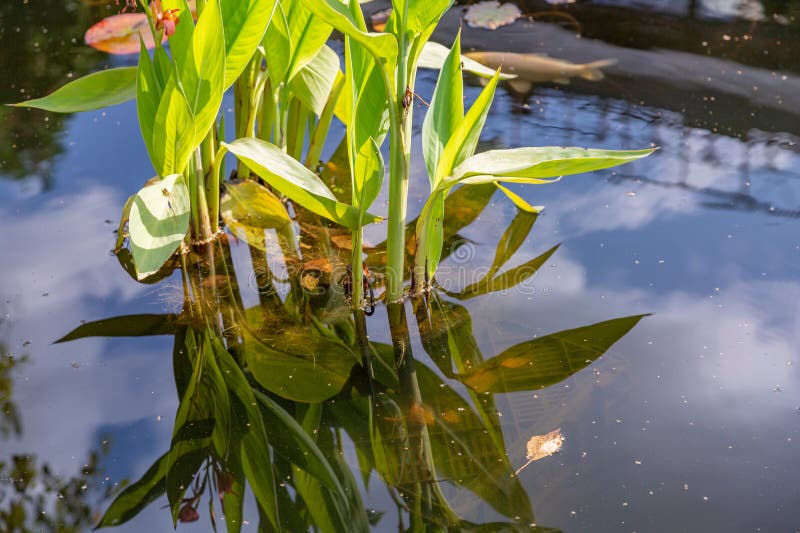 Green Aquatic Plant and Its Reflection Stock Image - Image of mirrored ...