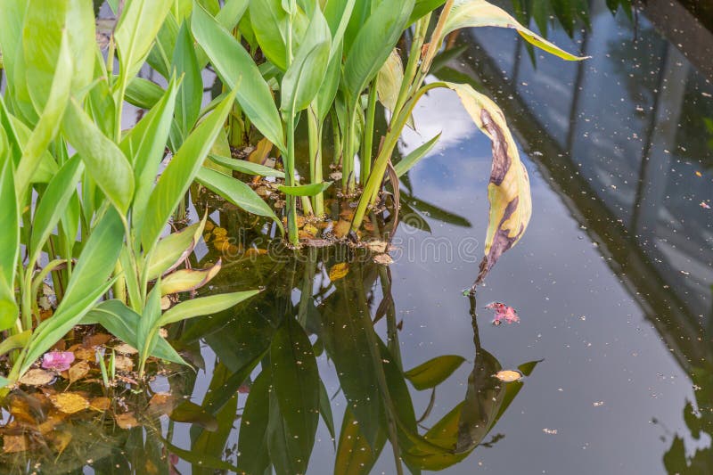 Green Aquatic Plant and Its Reflection Stock Photo - Image of botany ...