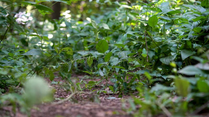 Green Leafy Plants in the Forest 4K Stock Footage - Video of plants ...
