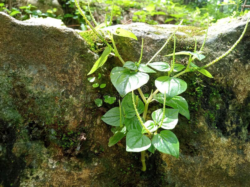 Green Leafy Plants Growing on the Rocks Stock Image - Image of ...
