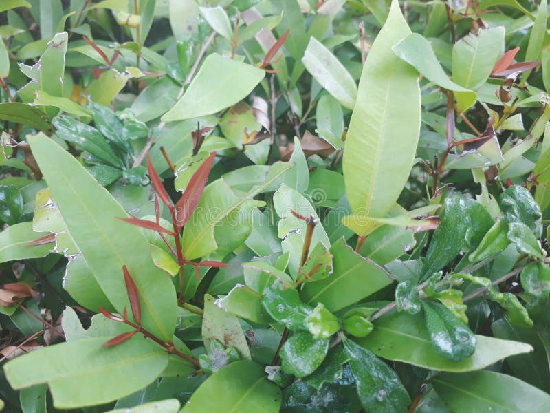 Vegetable crops stock image. Image of leafy, crops, vegetable - 137712221