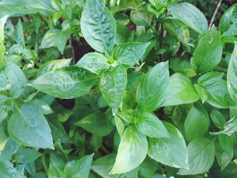 Vegetable crops stock image. Image of plants, green - 137712269