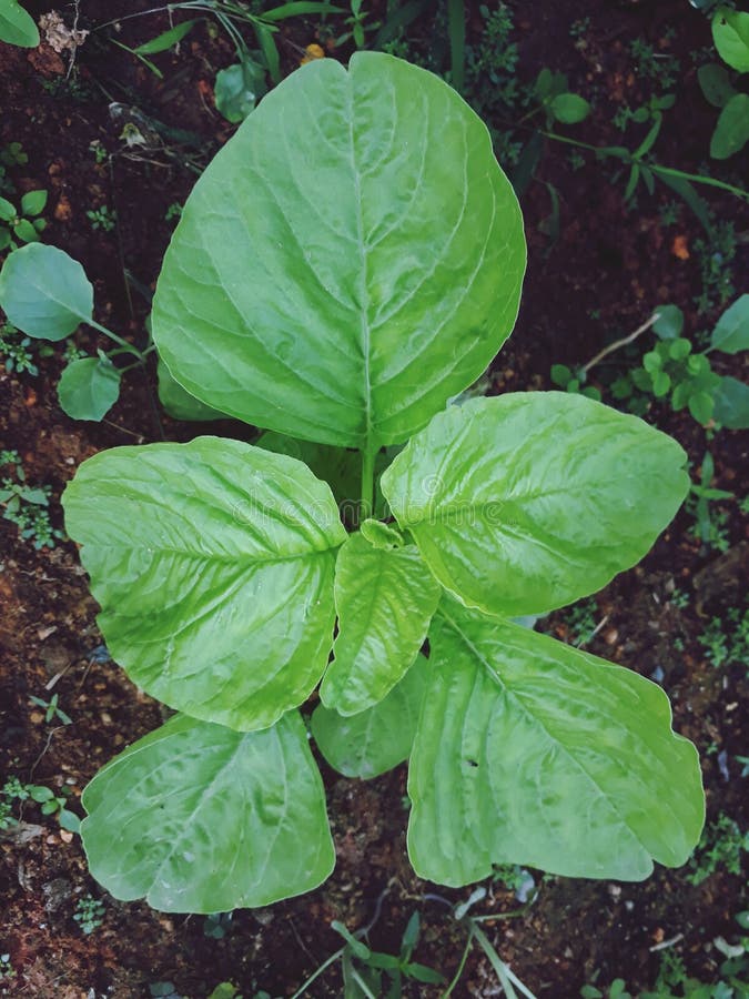 Vegetable crops stock image. Image of vegetable, green - 137712275