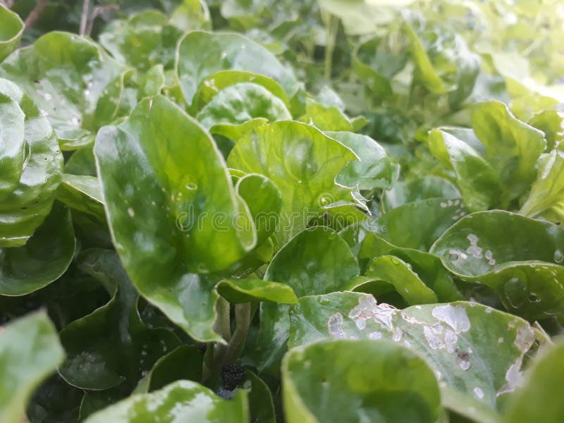 Vegetable crops stock image. Image of green, crops, leafy - 137712369