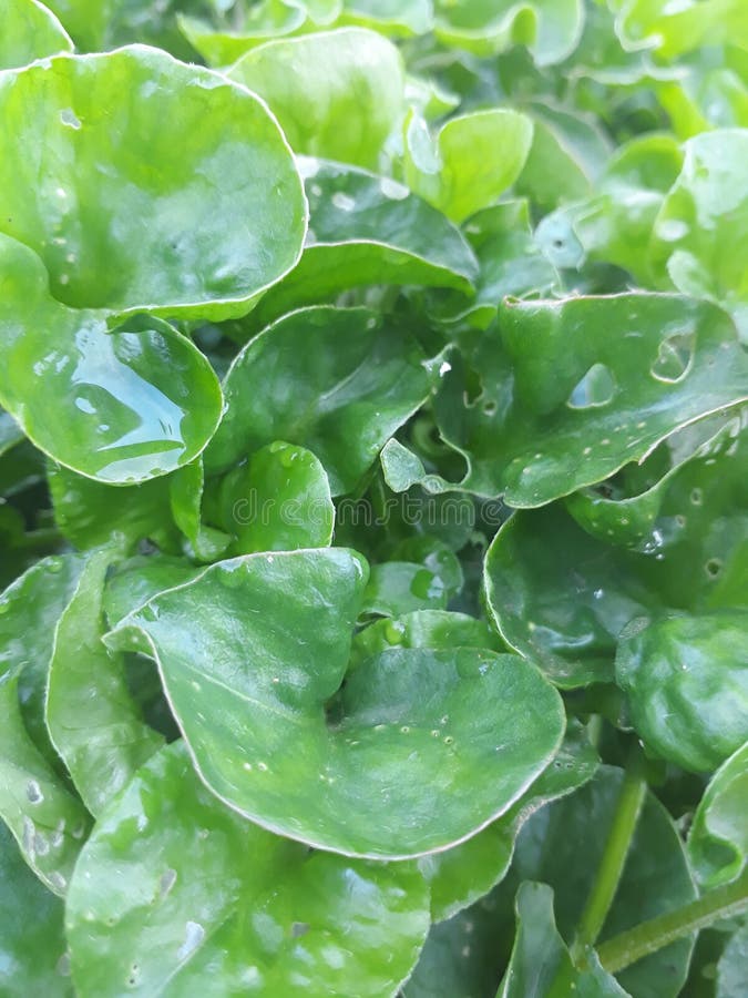 Vegetable crops stock image. Image of vegetable, crops - 137712391