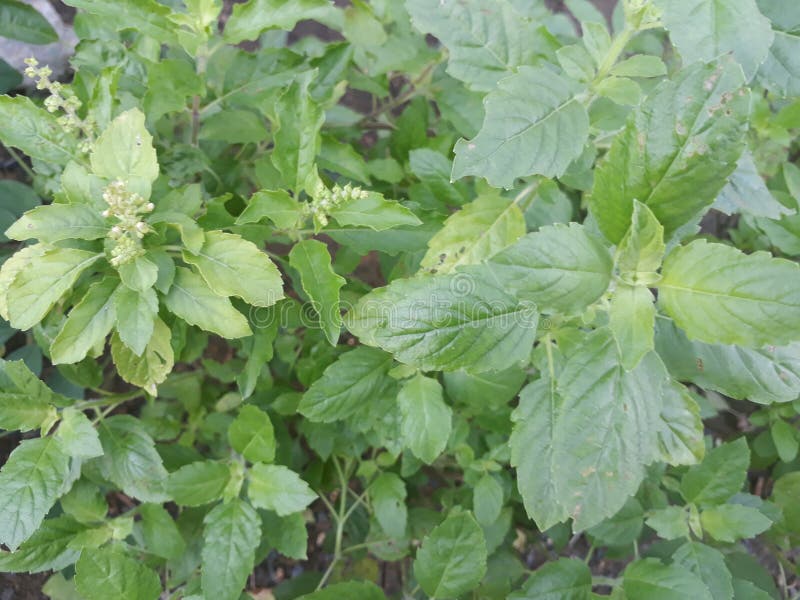 Vegetable crops stock image. Image of leafy, crops, green - 137712429