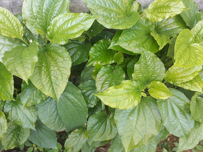 Vegetable crops stock image. Image of leafy, green, crops - 137712495