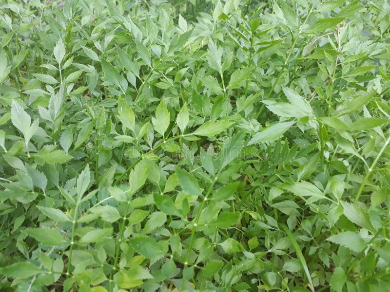 Vegetable crops stock image. Image of crops, vegetable - 137712533