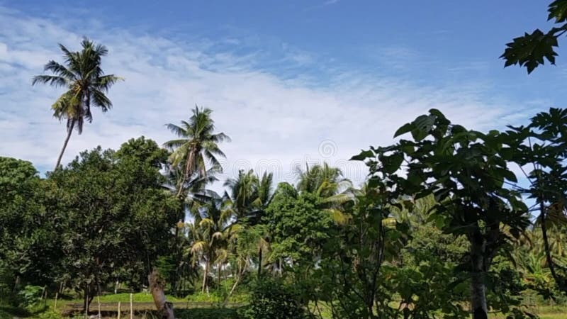 Green Leafy Shrubs with Colored Leaf Tops Thrive Stock Video - Video of ...