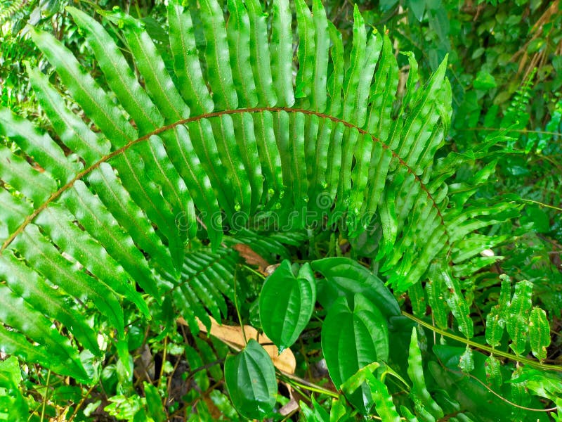 Green Leafy Shrubs with Colored Leaf Tops Thrive Stock Image - Image of ...