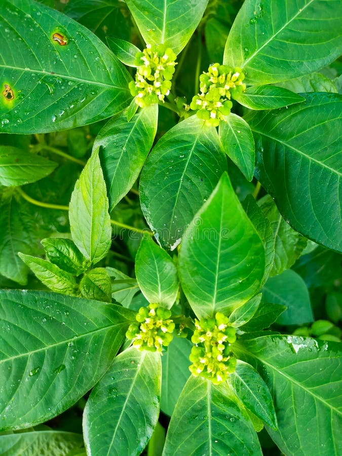 Green Leafy Shrubs with Colored Leaf Tops Thrive Stock Image - Image of ...