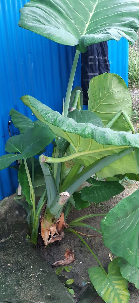 Green leafy taro tree stock image. Image of rainbow - 266178875