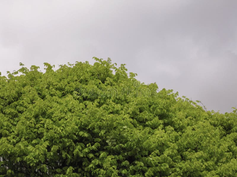 Green leafy tree top stock photo. Image of natural, nature - 138333838