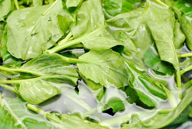 Green Leafy Vegetables In Water Stock Photo - Image of wash, diet: 14148724