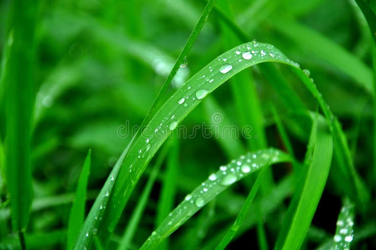 Green Leafy, Wet Nature Concept Stock Image - Image of details, grasses ...