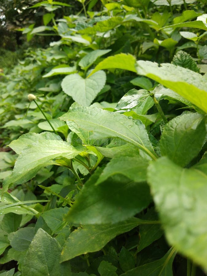 This Green Leafy Wild Plant Usually Grows Around the Garden Stock Photo ...