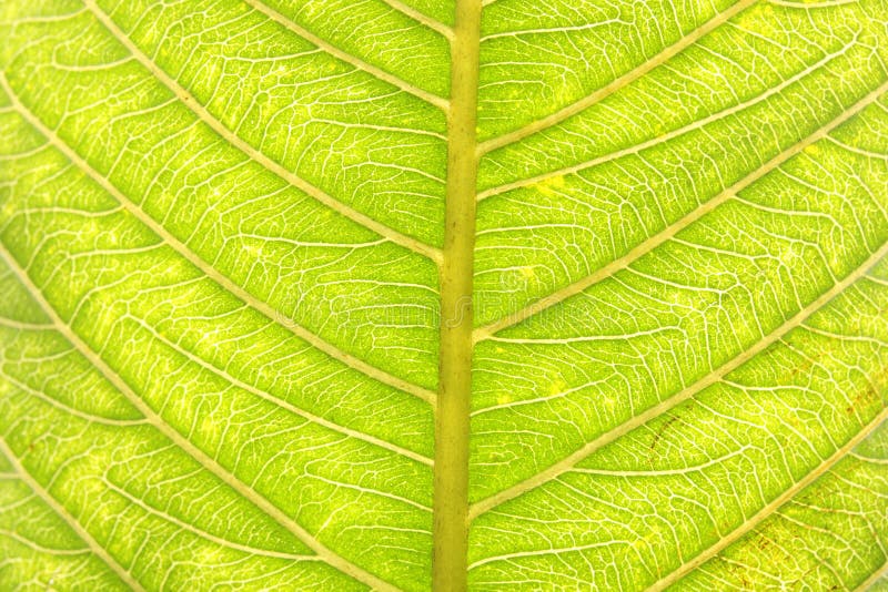 Green leave stock image. Image of life, color, green - 12992447