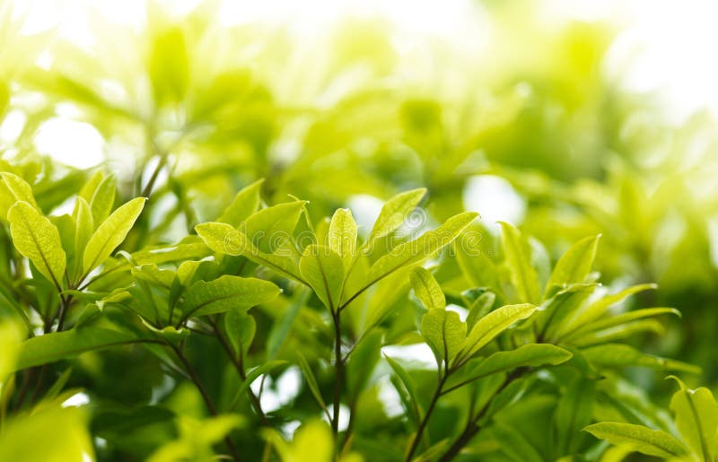 Green leave stock photo. Image of forest, growth, flora - 20764372
