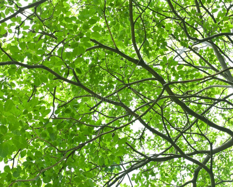 Green leave stock image. Image of freshness, color, botanical - 26249247