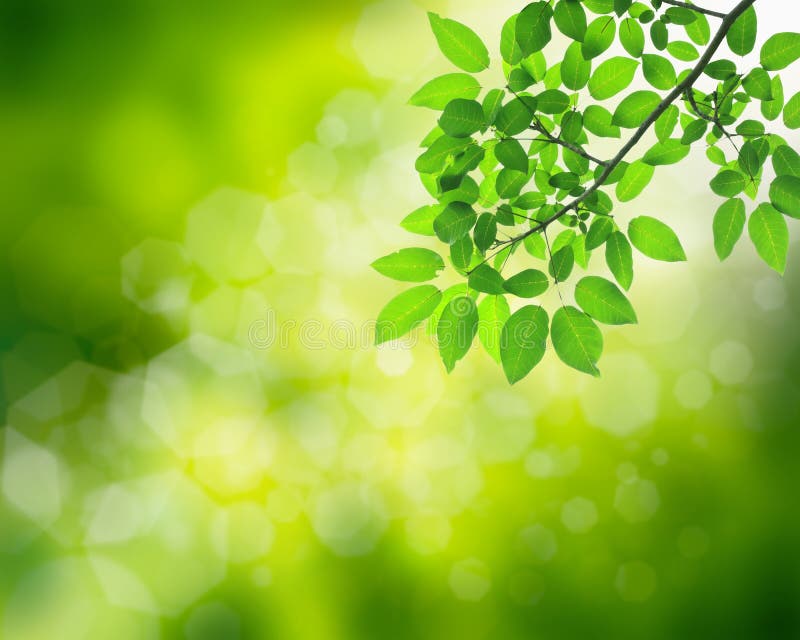 Green leave stock photo. Image of foliage, bright, detailed - 26249352