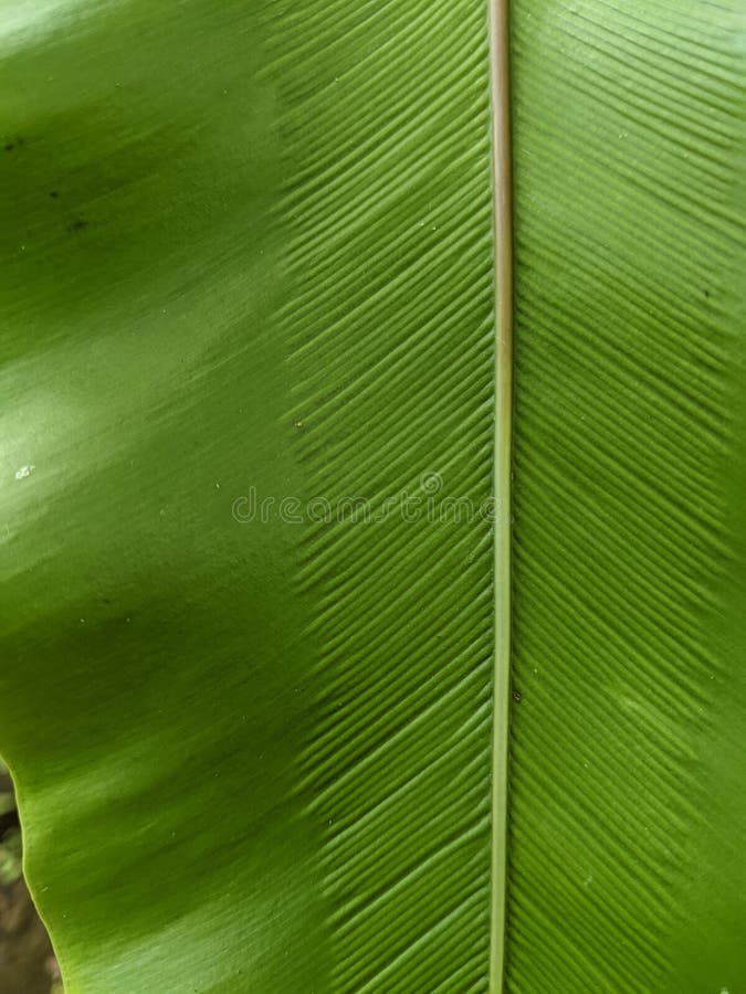 Green Leave with Abstract Unique Shape and Texture in the City Park ...