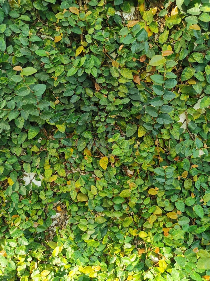 Green Leave background stock image. Image of green, leave - 255289345