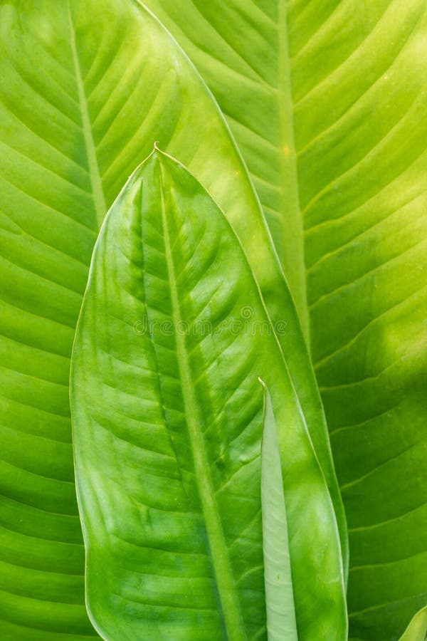 Green leave background stock image. Image of natural - 174002523