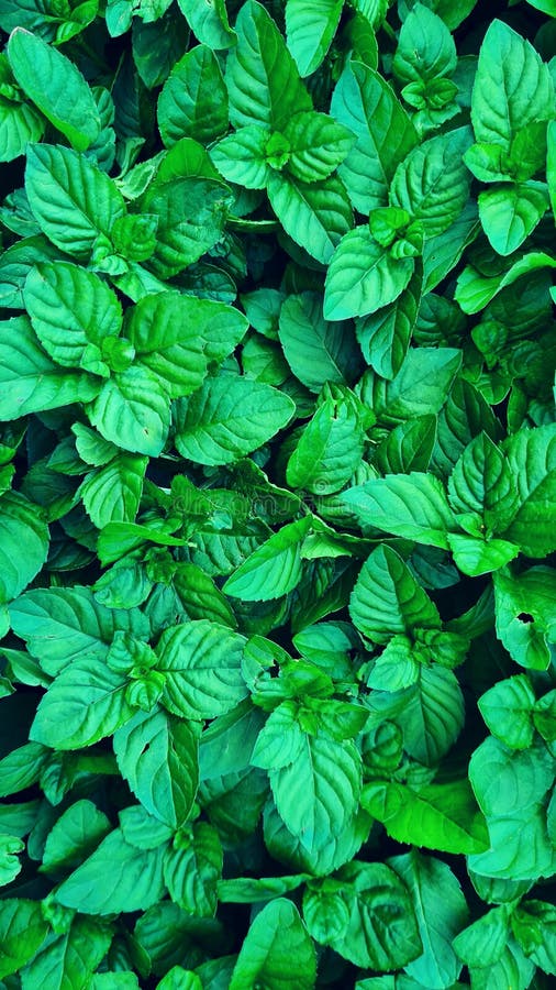 Green Leave Background in the Garden Stock Photo - Image of leave ...