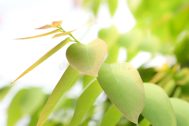 Green Leave for Beautiful Background Stock Image - Image of yellow ...