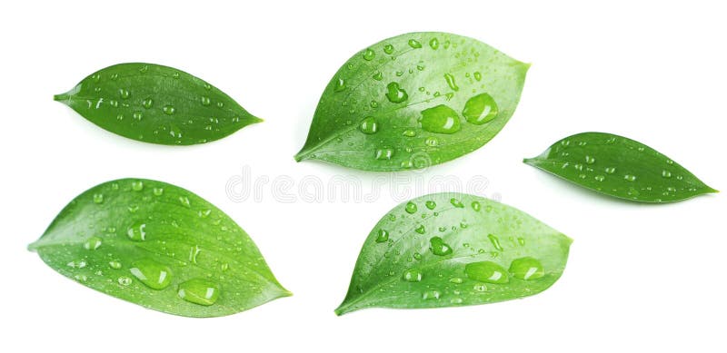 Green leave stock photo. Image of bright, plant, organic - 52491866
