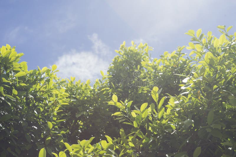 Green Leave with Blue Sky Background and Sun Light,selective Focus ...