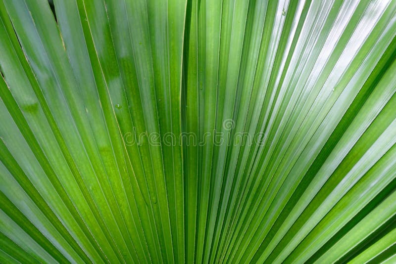 Green leave close up stock image. Image of tropical - 192386771