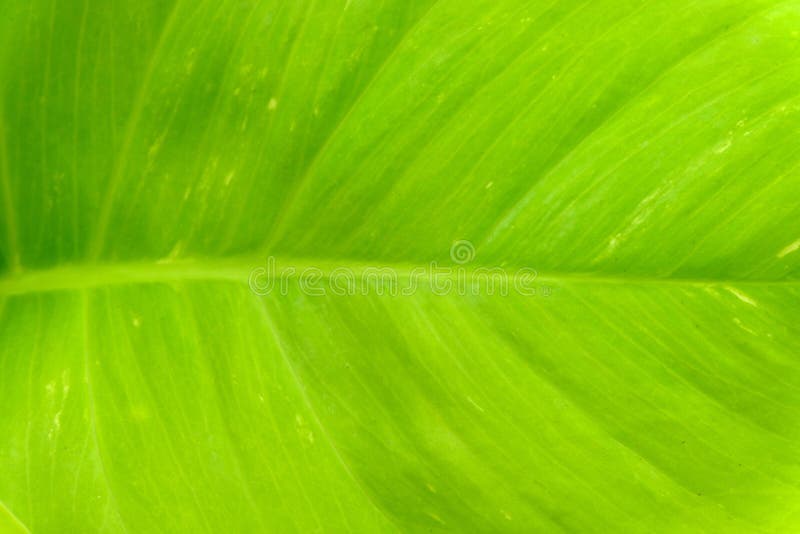 Green leave close up stock photo. Image of spring, life - 192387100
