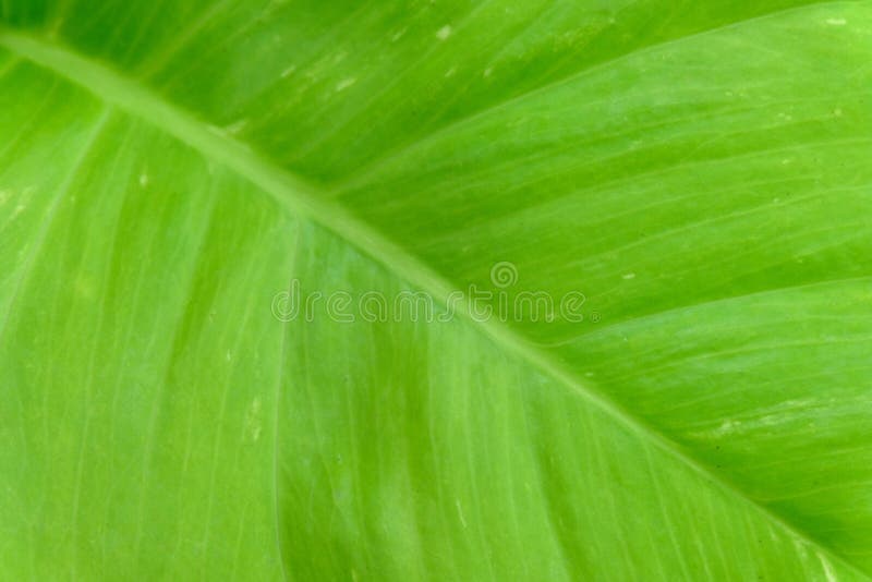 Green leave close up stock photo. Image of spring, fresh - 192387106