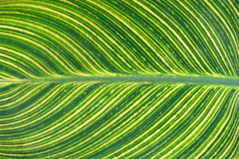 Green leave close up stock image. Image of natural, summer - 193572371