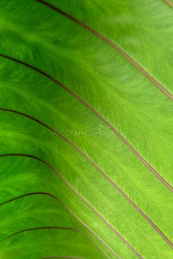Green leave close up stock photo. Image of green, abstract - 193572374