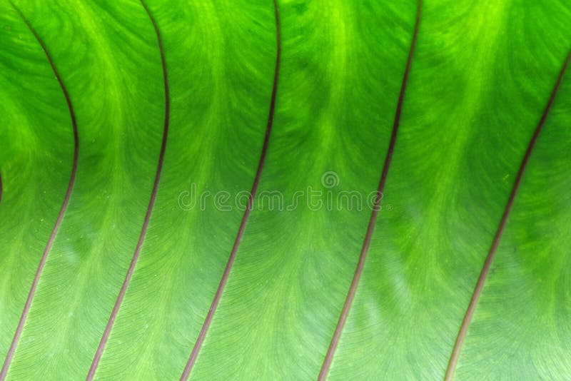 Green leave close up stock image. Image of spring, light - 193572377