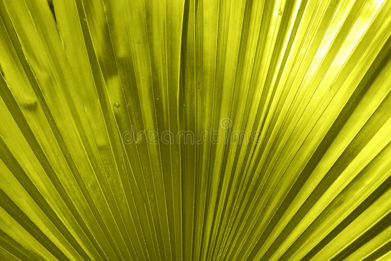 Yellow leave close up stock photo. Image of background - 193681588