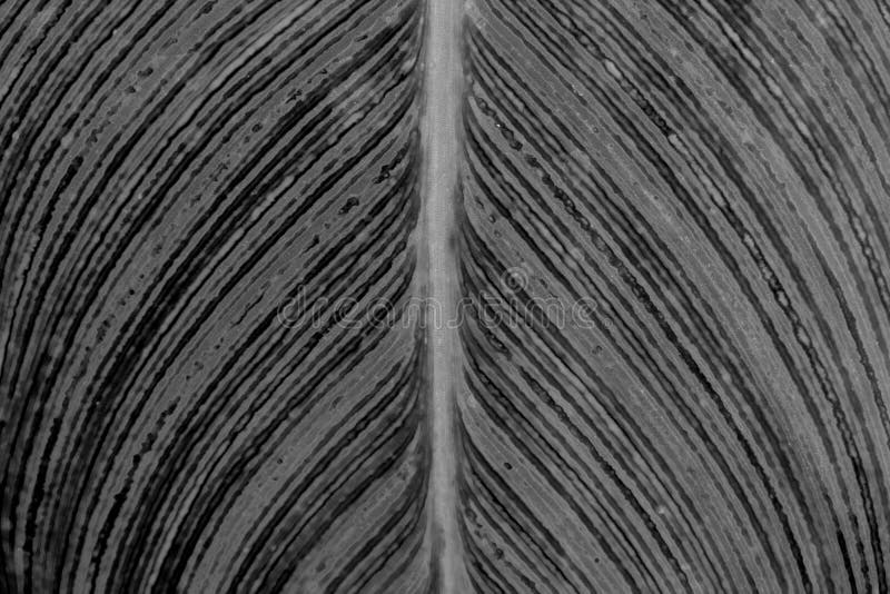 Green leave close up stock image. Image of natural, wallpaper - 197045069