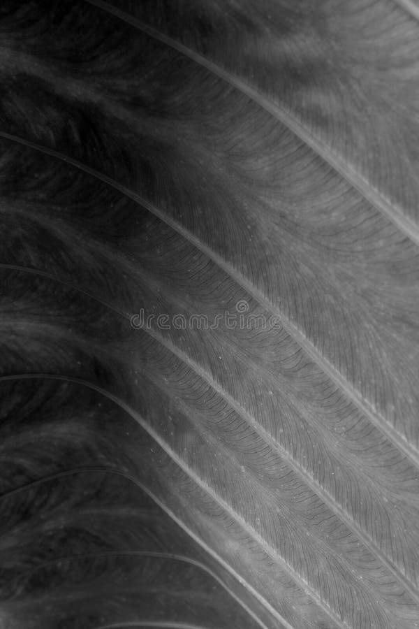 Green leave close up stock image. Image of texture, green - 197045073