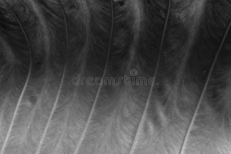 Green leave close up stock photo. Image of leave, vein - 197045076