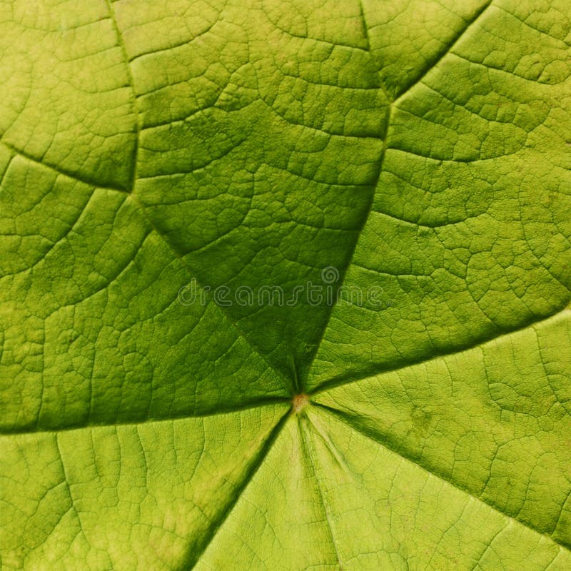 Green leave close-up stock image. Image of flora, environment - 44979623