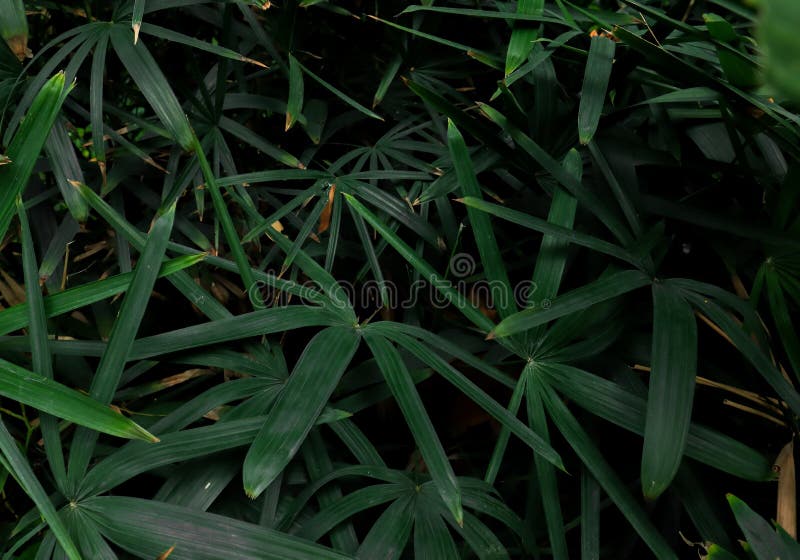 Green Leave Close Up in Park Stock Image - Image of park, garden: 169052501