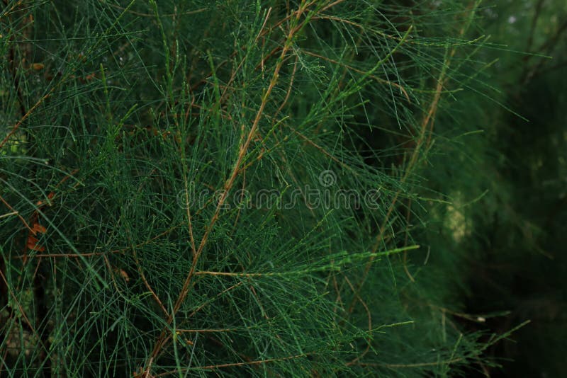 Green Leave Close Up in Park Stock Photo - Image of backgrounds ...