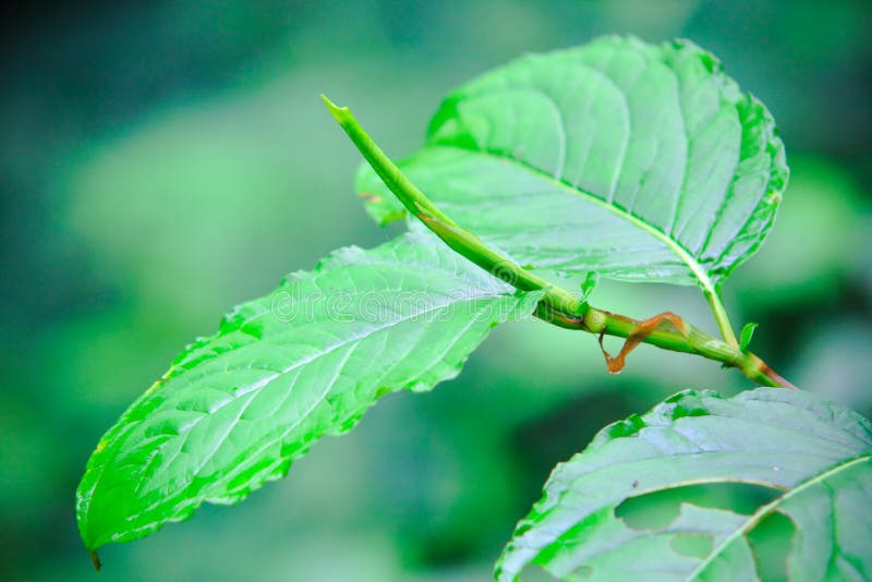 Green leave stock image. Image of tree, nature, leave - 60919963