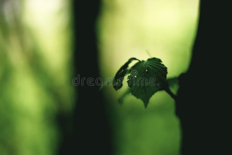 Leave stock image. Image of green, leave, nature, forest - 100464987