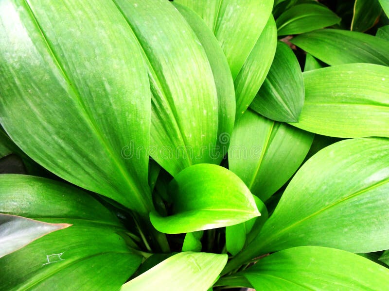 Green leave stock image. Image of organic, detail, nature - 55972937