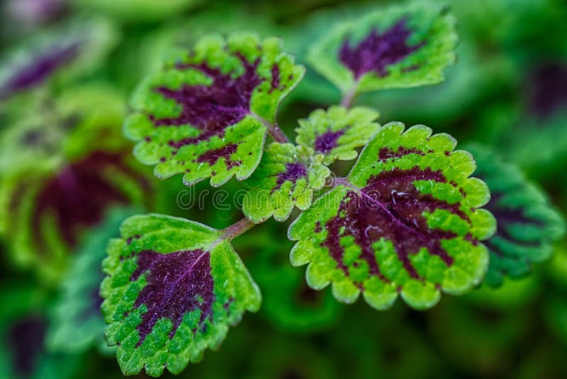 Green leave in garden stock image. Image of effect, herbal - 76972871